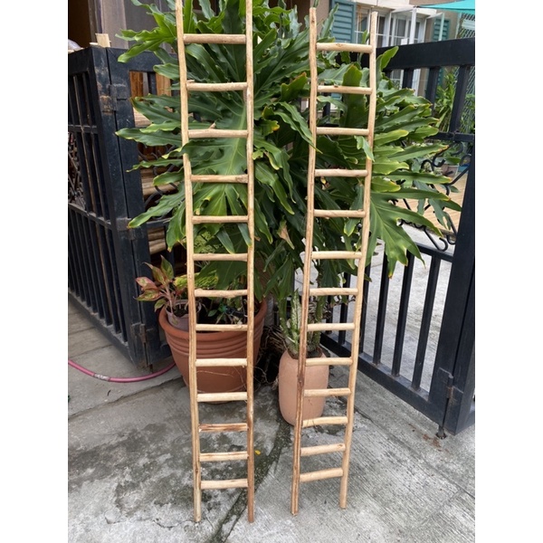 SLIM Decorative Ladder| Slim Plant Trellis| Slim Native Ladder | Shopee ...