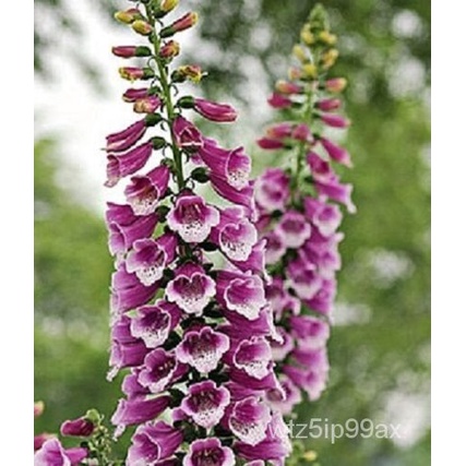Guaranteed germination rate 50+ Foxglove Digitalis Thapsi / Raspberry ...