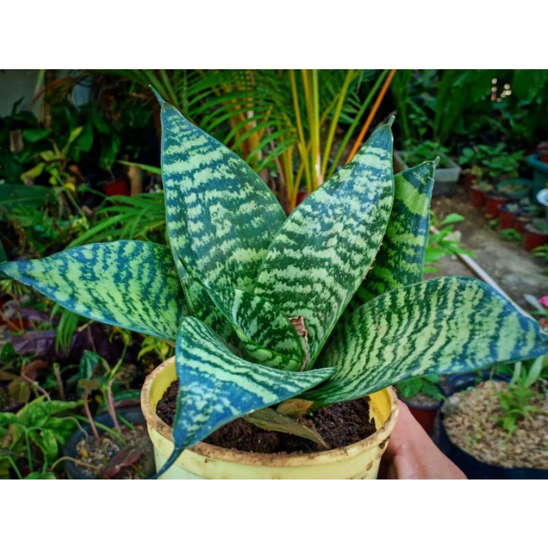 Dwarf snake plant.green.lush.live plant in plastic pot. | Shopee ...
