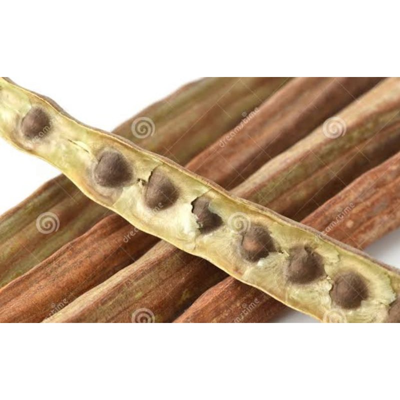 malunggay seeds pangtanim (25 seeds) | Shopee Philippines