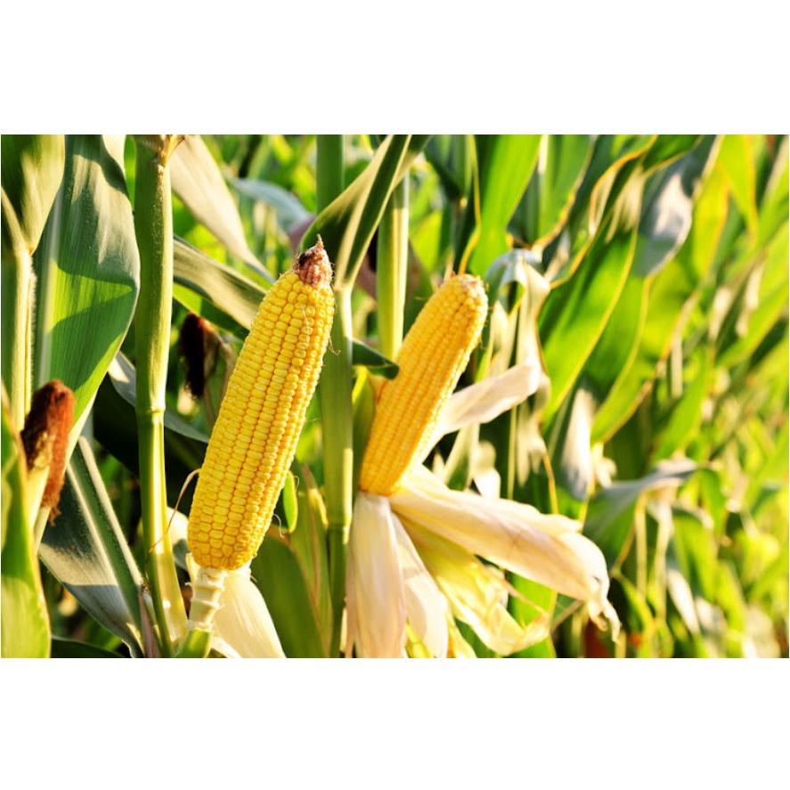 mais / yellow corn seeds - 25pesos per pack - condor - vegetable ...