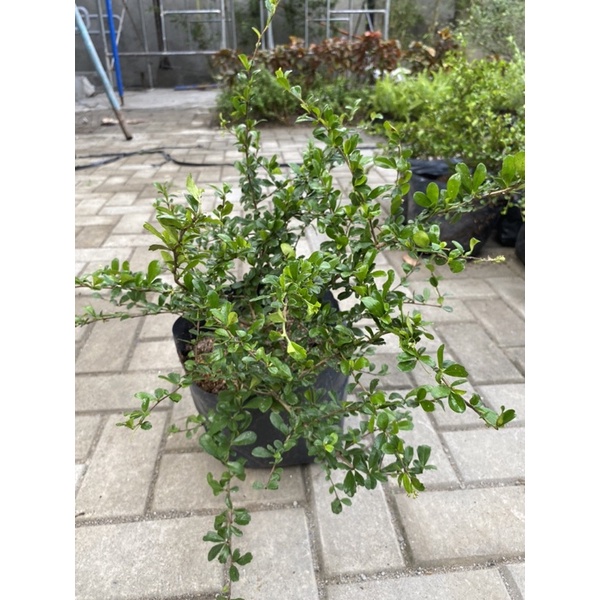 Fukien Tea “Tsaang Gubat” Ehretia Microphylla (ESTABLISHED) | Shopee ...