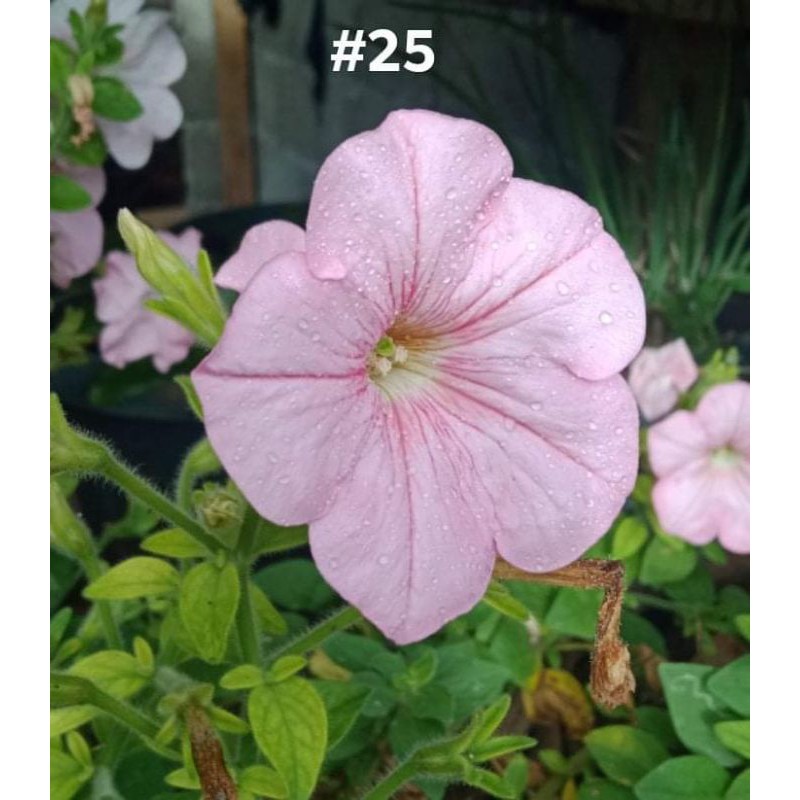 Petunia Peach Variety #25 (15+ seeds) | Shopee Philippines