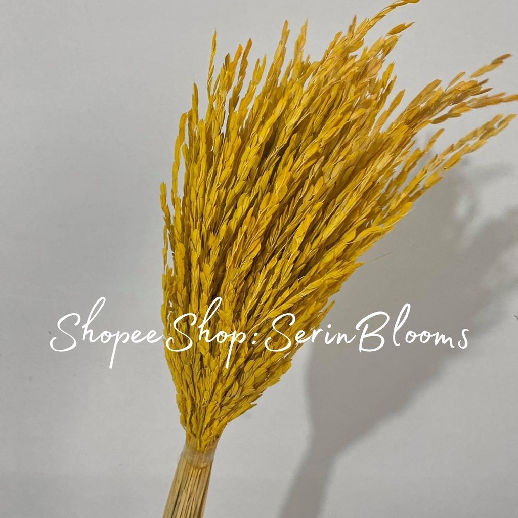 Local Dried Palay (sold per bundle) | Shopee Philippines