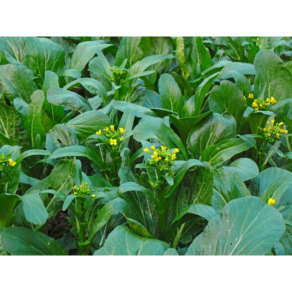 20pcs Choy Sum, Choi Sum, Yu Choy, Chinese Flowering Cabbage seeds ...