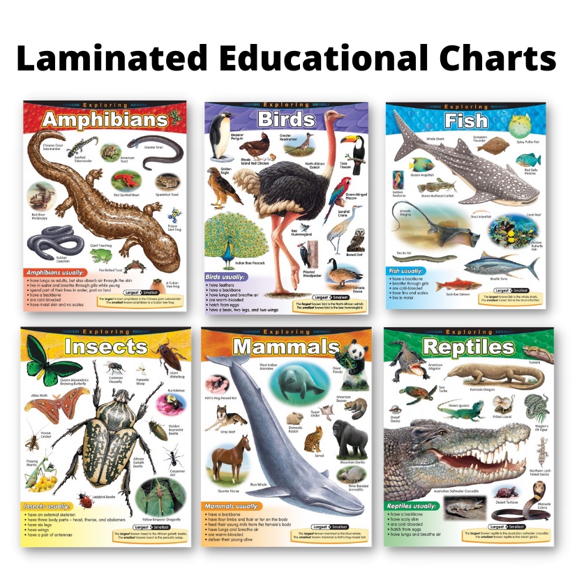 Laminated Animals Charts, Amphibian, Birds, Insects, Fish, Mammals ...