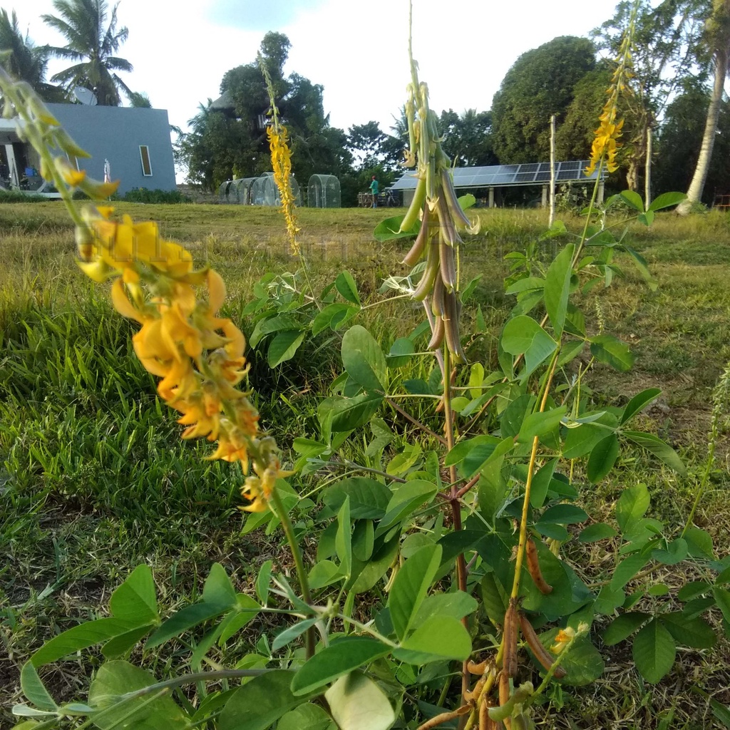 Yellow Native Local Flower (Wild Flower) 20seeds/ 50 seeds | Shopee ...