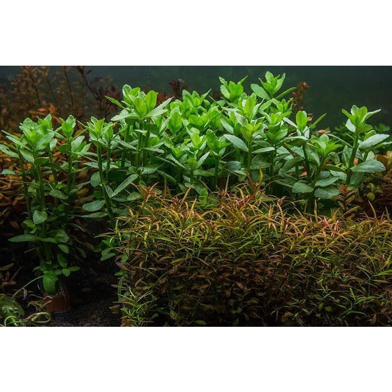 BACOPA VARIEGATED (25 stems cuttings low tech aquatic plan | Shopee ...