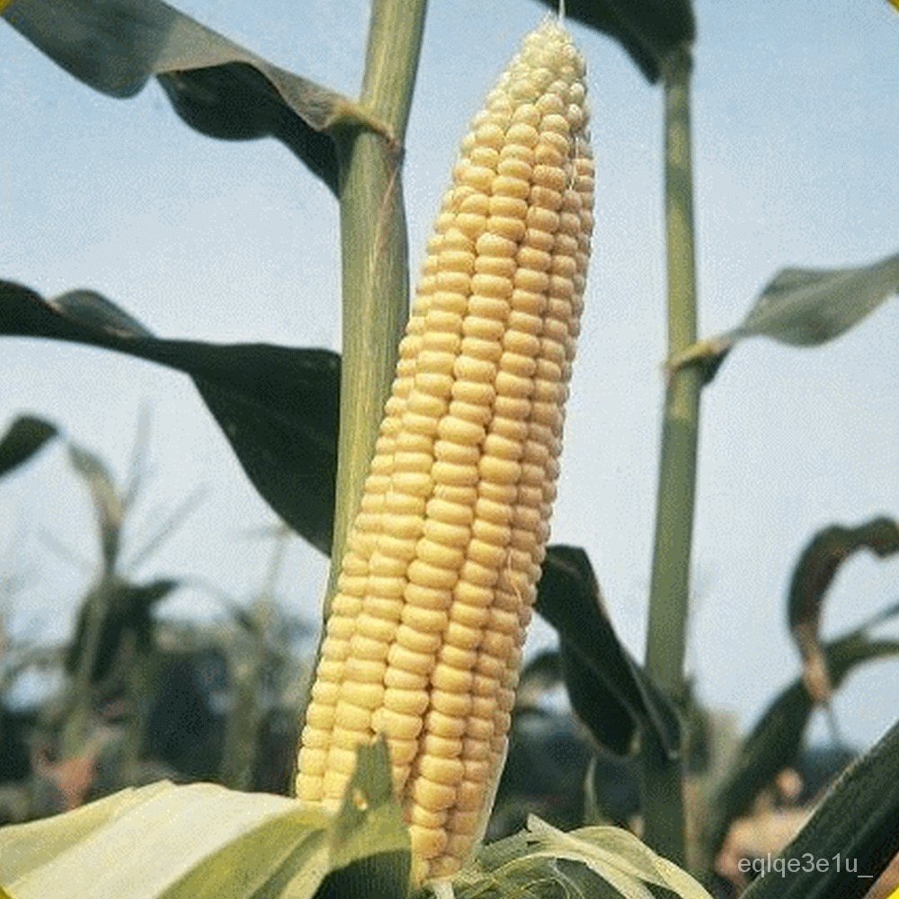 seeds flower plants1/4Pound Gold Dwarf Chicken Corn Seeds-EverwildeFarm ...