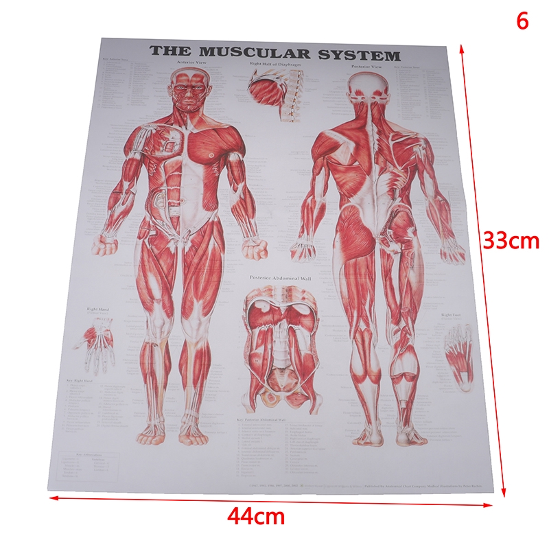 [ICEBc] Human Anatomy Muscles System Poster Print Body Map Silk ...