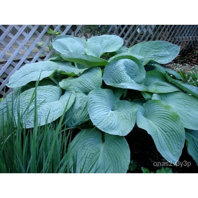 Guaranteed germination rate 10 HOSTA ELEGANS Shade Flower Seeds ...