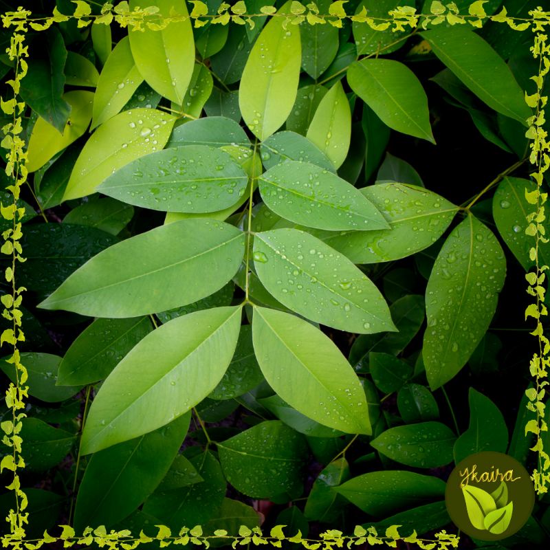 atis fresh leaves dahon 100 pieces | Shopee Philippines