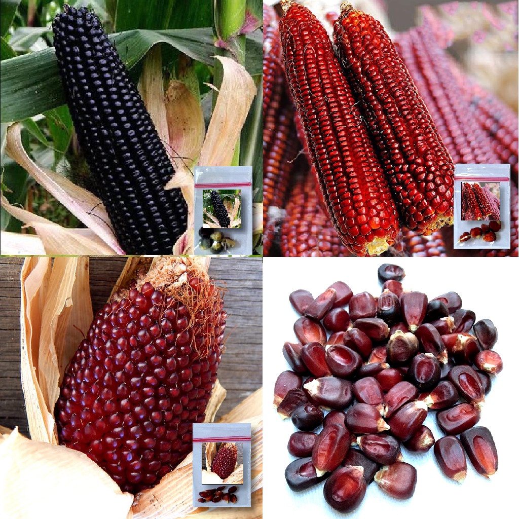 Rare Corns for Planting Red, Black and Strawberry Corns Seeds | Shopee ...