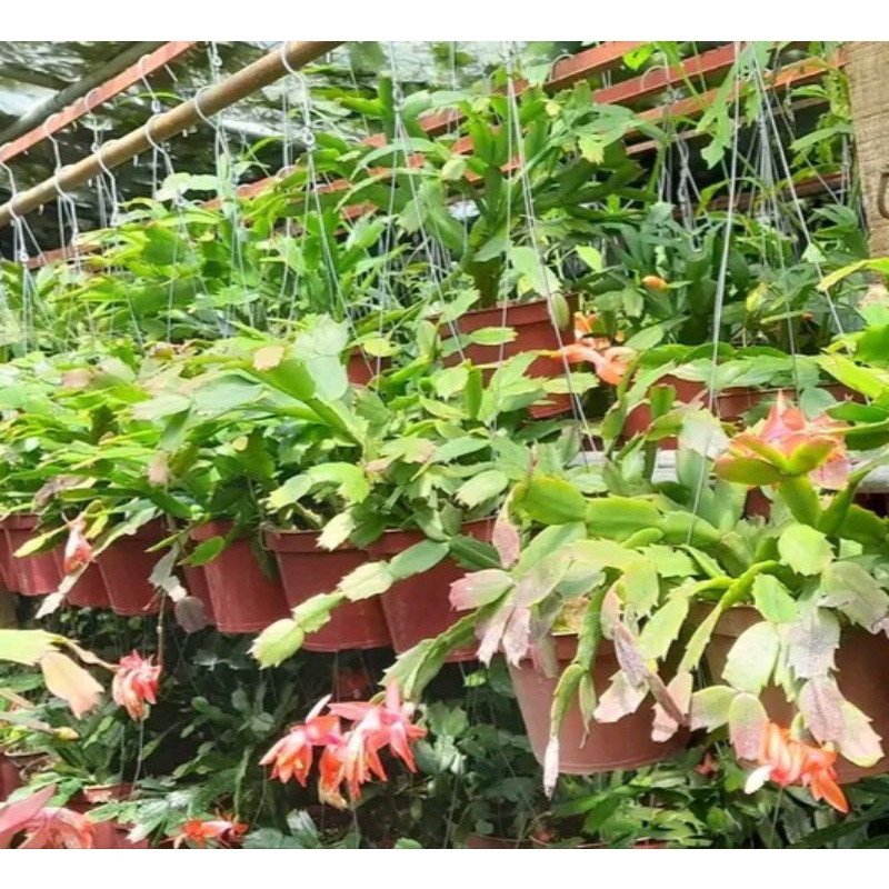 Crab cactus /christmas cactus (home display/decor) | Shopee Philippines