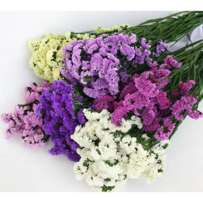Dried Statice dry flower | Shopee Philippines