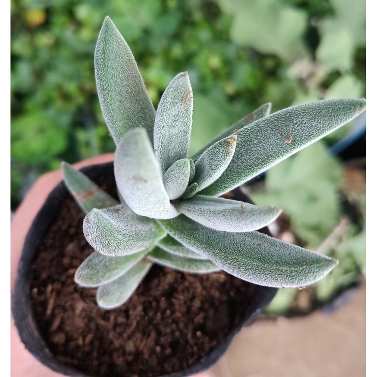 Silver Pagoda Succulent / Crassula Mesembryanthemoides Tenelli | Shopee ...