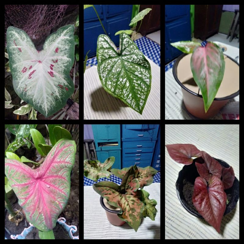 CALADIUM VARIETIES /LIVE PLANT (GROUP-JKL) | Shopee Philippines