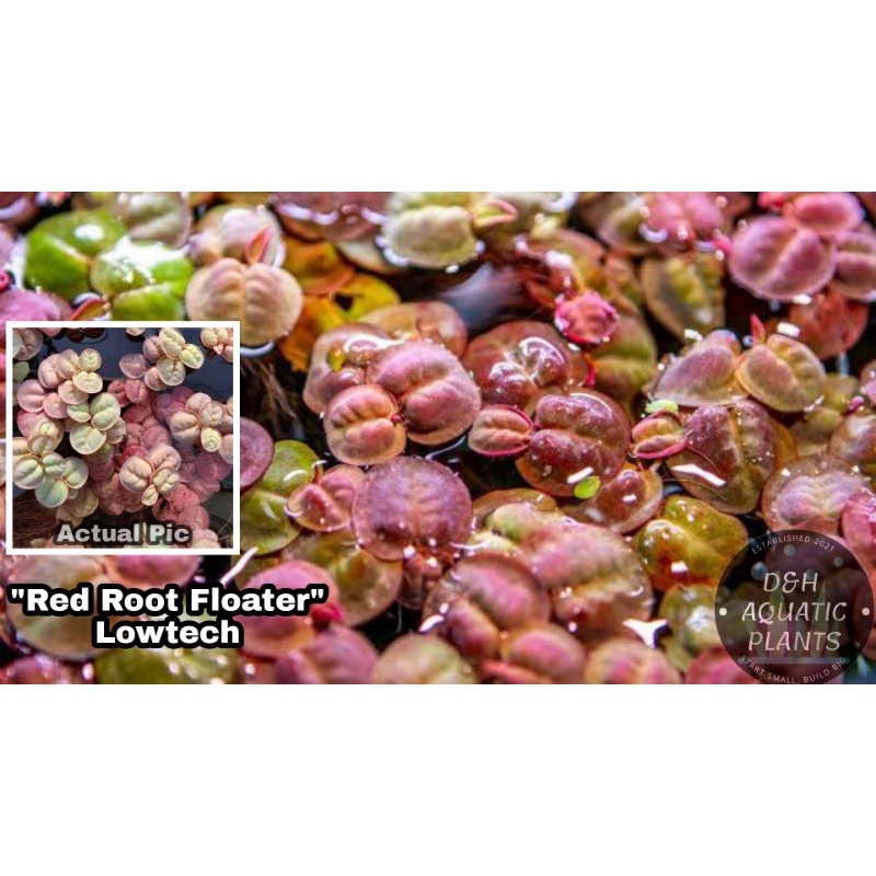 "Red Root Floater" (7-10pcs) | Shopee Philippines