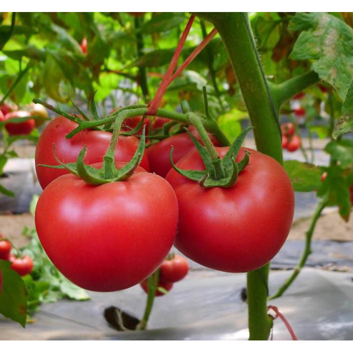 Red Shine Big Tomato Kamatis Vegetable Seeds ( 200 seeds ) - Basic Farm ...