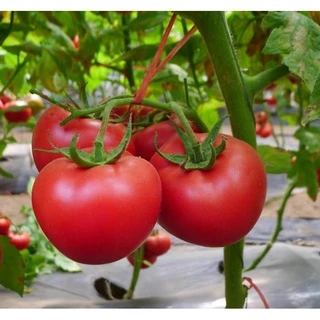 kamatis - Best Prices and Online Promos - Jun 2025 | Shopee Philippines