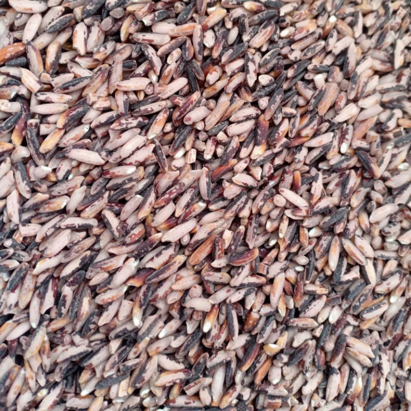 Sarawak Black Bario RIce Sarawak Alpine Black Brown RIce 1KG | Shopee ...