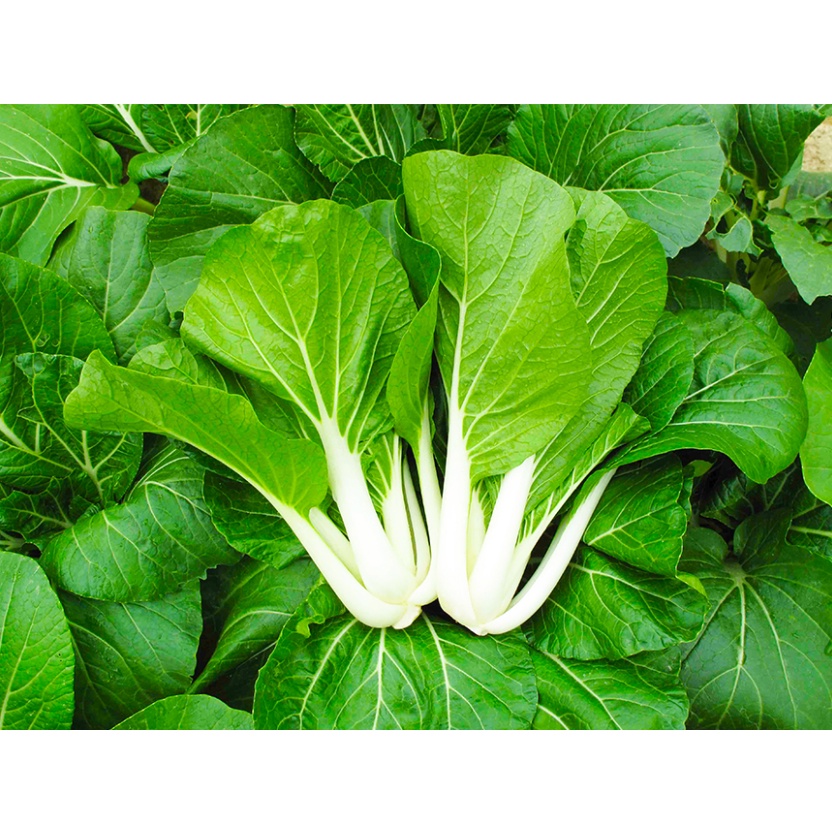 pechay / cabbage seeds - 25pesos per pack - condor seeds - plant ...