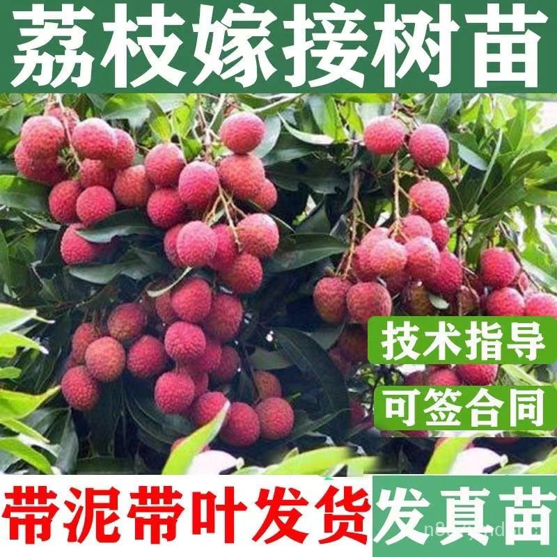 Fruit Tree Fei Zi Xiao Gui Flavor Non-Nuclear Lychee Sapling Grafting ...