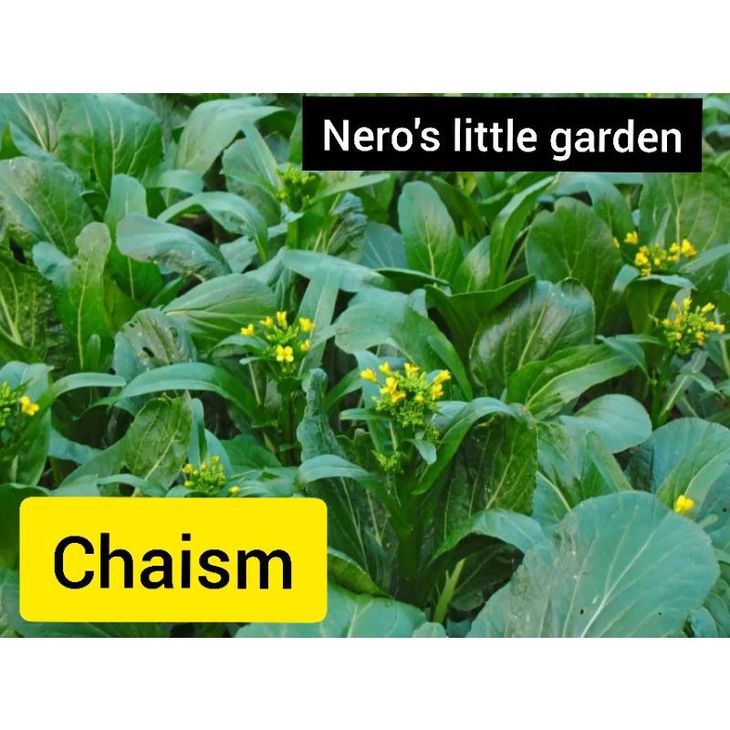 nero's chaism ( flowering pechay 100 seeds) | Shopee Philippines