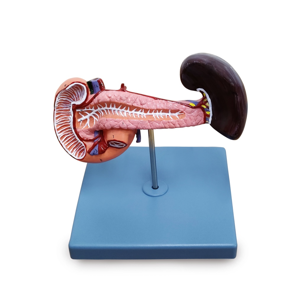 PANCREAS, DUODENUM, AND SPLEEN ANATOMICAL MODEL | Shopee Philippines