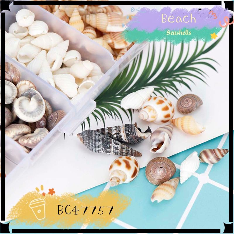 Beach shells set 100g with container | Sea shells Craft Seashells Resin ...