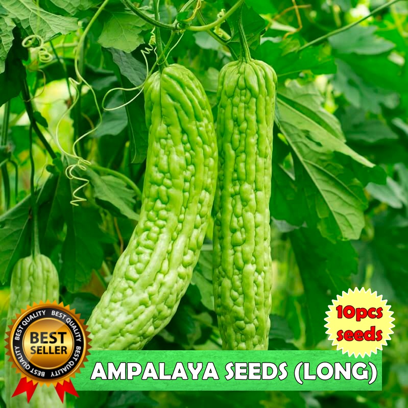 10pcs seeds - AMPALAYA LONG SEEDS/HIGH YIELD (1PACK) | Shopee Philippines