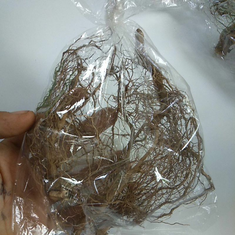Ugat Ng Elepante Herb Gamot Sa Binat Or Bughat Shopee Philippines