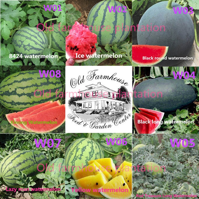 No.5 Giant Watermelon Seeds for Planting 10pcs Super Sweet Juicy Pakwan ...