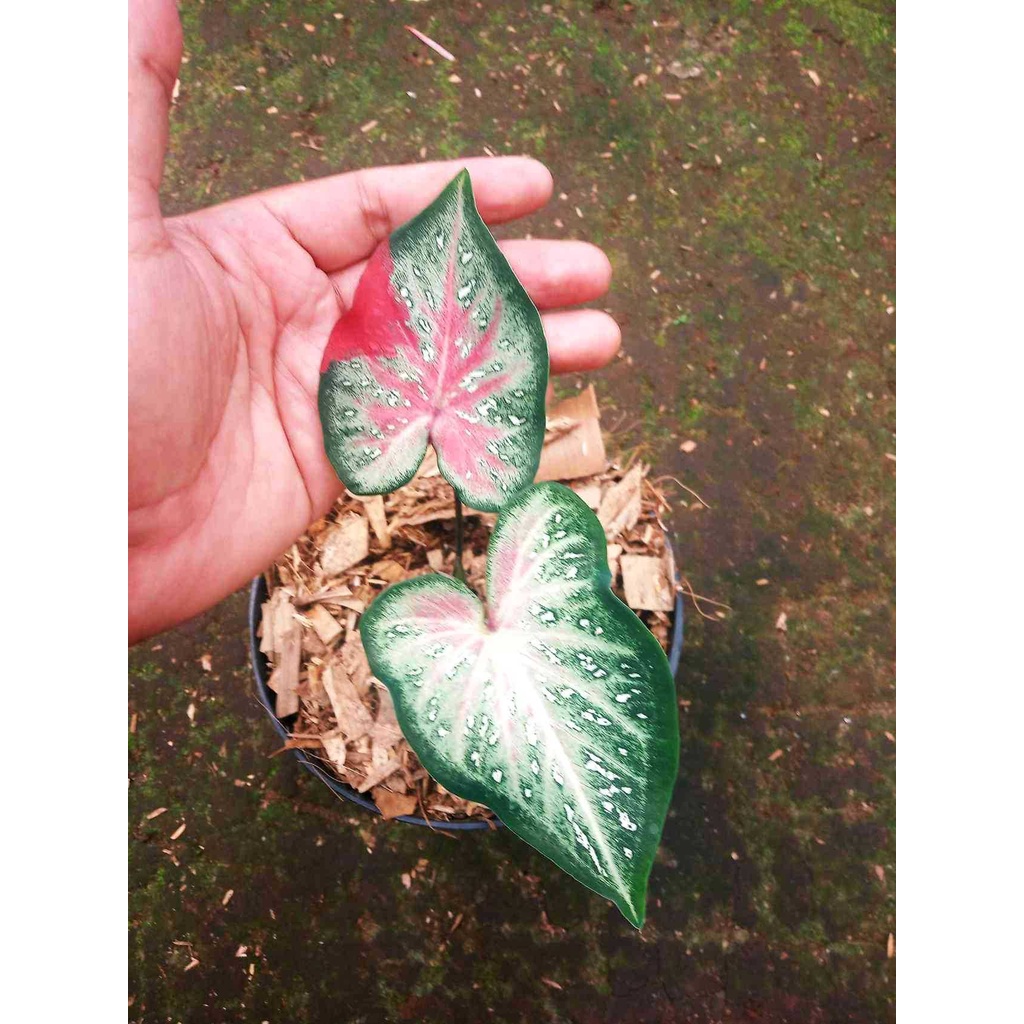 Caladium Red Beret #25143 | Shopee Philippines