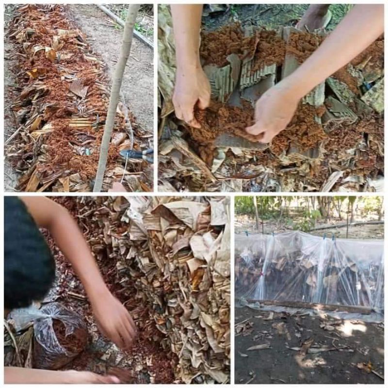 kabuteng saging/mushrooms seeds | Shopee Philippines