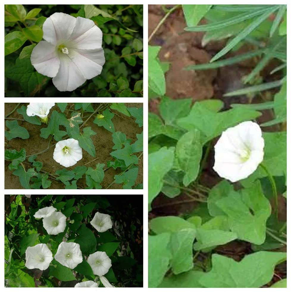 10 Convolvulus Minor Seeds White Flower Draw Morning Glory Flowers Fast ...