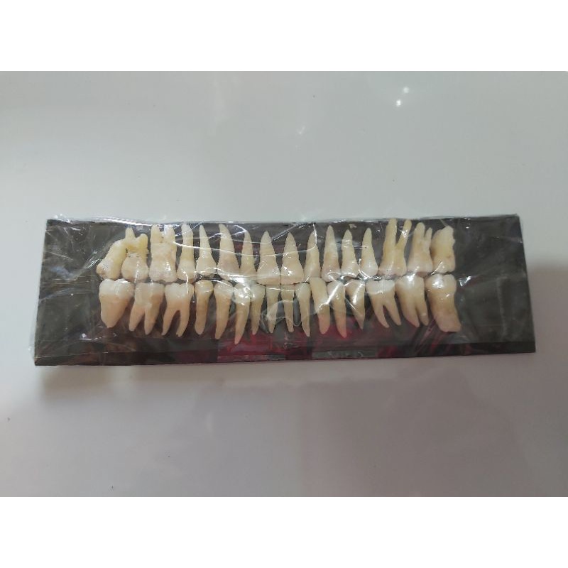 Natural tooth Specimen Complete Set | Shopee Philippines