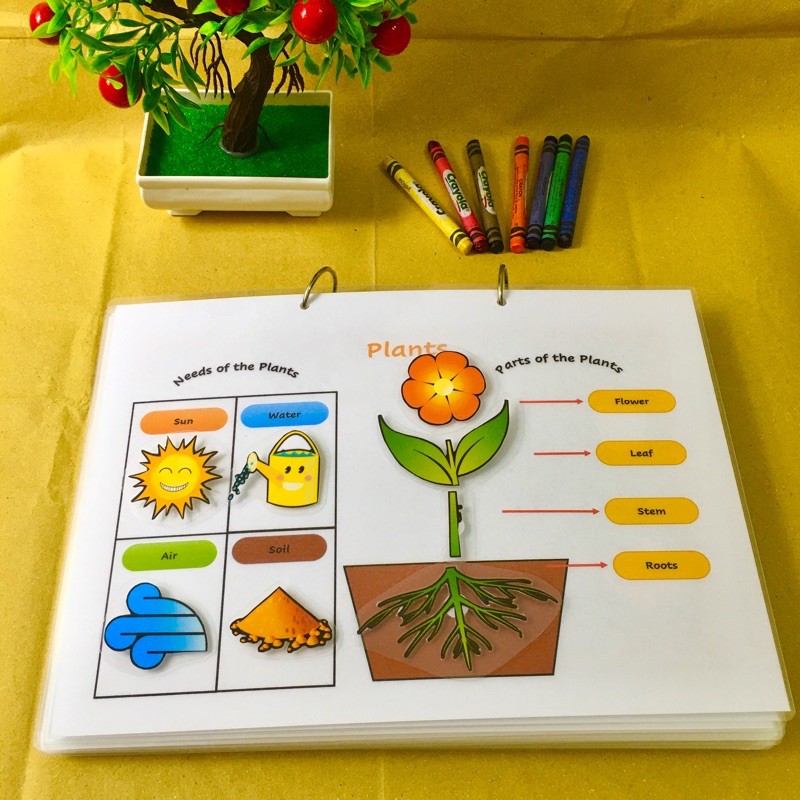 Parts of the plants and Needs of the plants Detachable (Adhesive) Fully ...