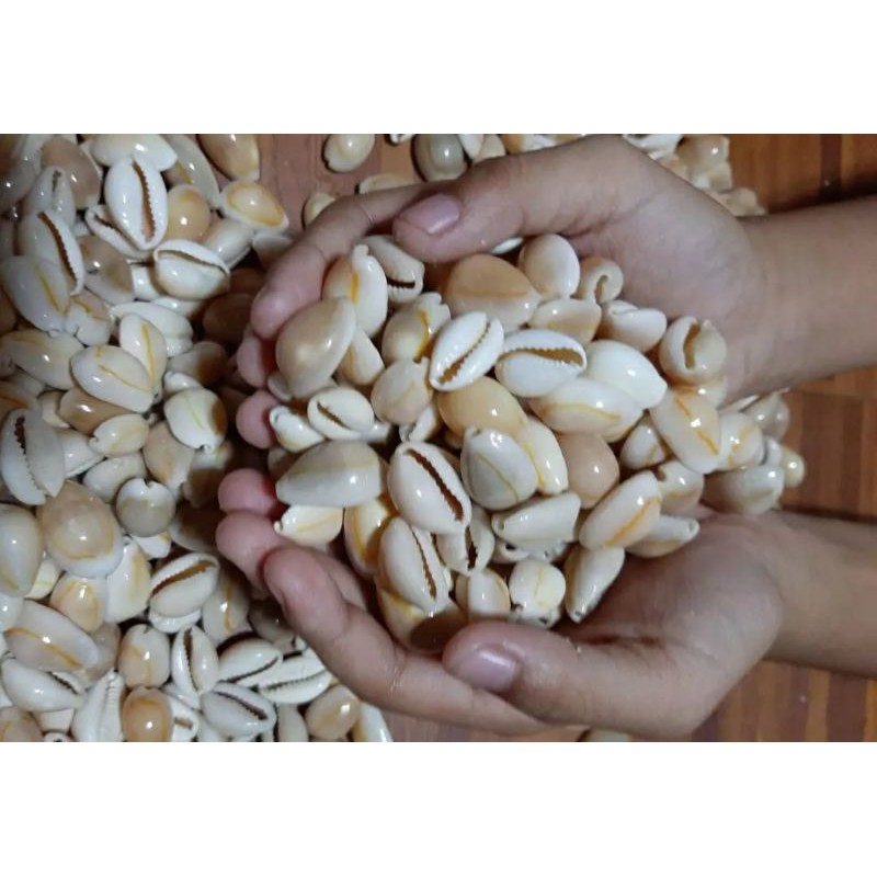 1 jar Sigay Sea Shells Small for Sungka/more or less 120 grams | Shopee ...