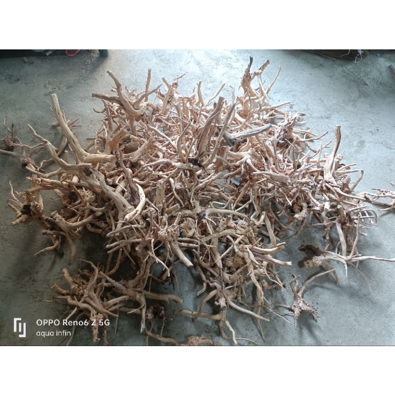 Tweetywood / tweety wood aquascaping design for betta tank | Shopee ...