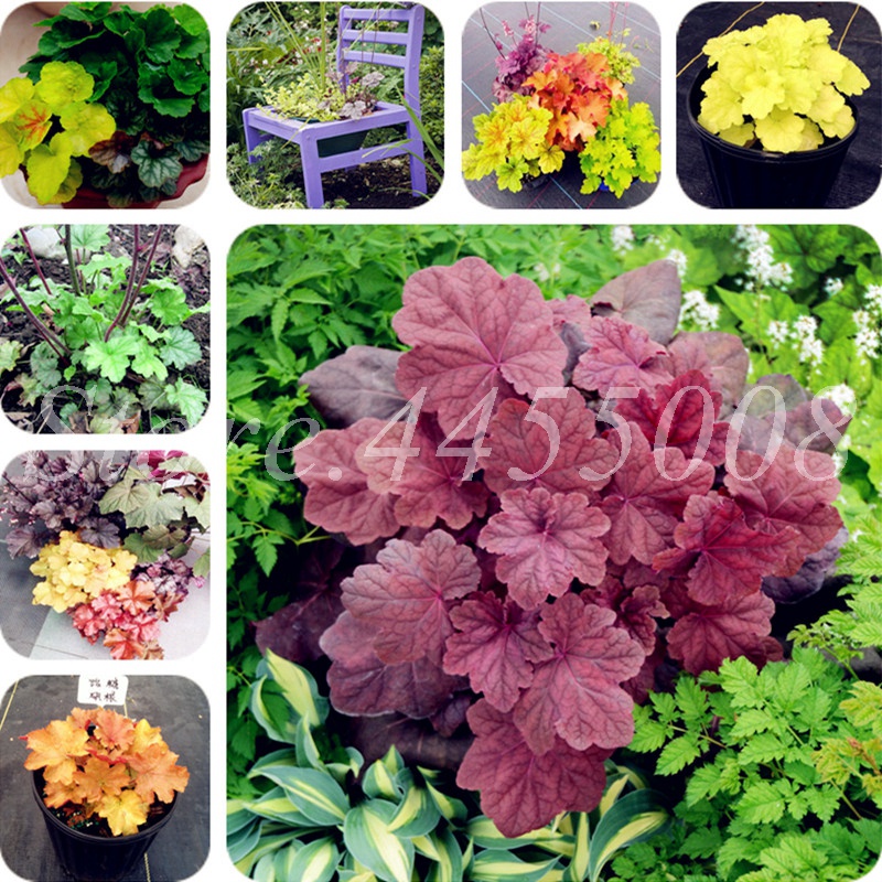Imported Real Bonsai, 200Pcs lot Seeds Heuchera Coral Flower Potted ...