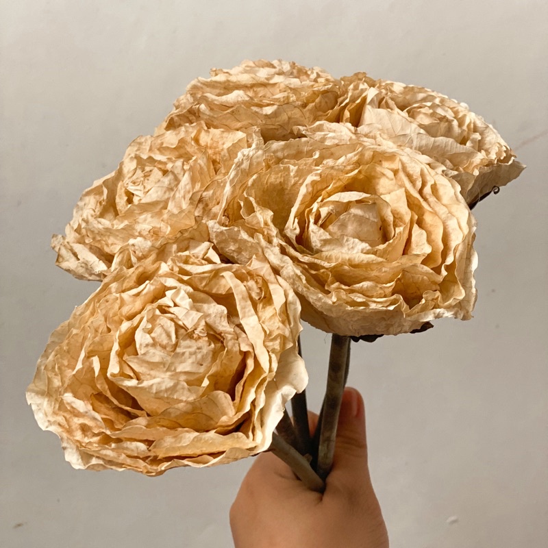Dried Flower | Fossilized Rose (Big) with Stem | Shopee Philippines