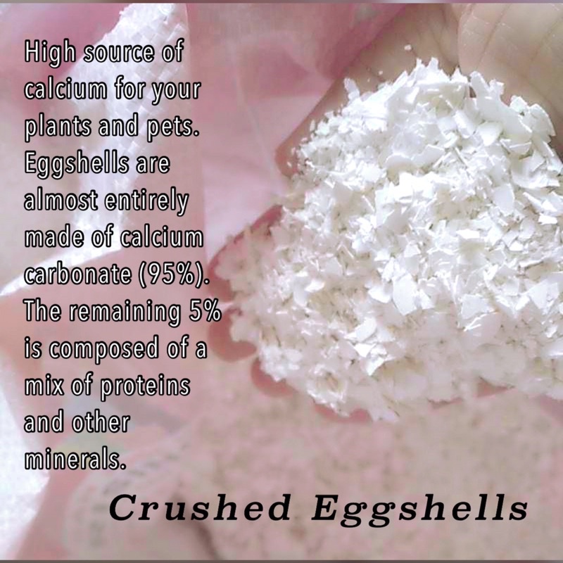 Egg Shell - Crushed - Rich In Calcium - 500g | Shopee Philippines