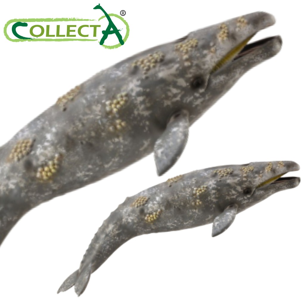 Gray Whale - Collecta 88836 Ocean Sea Life Animal Action Figures ...