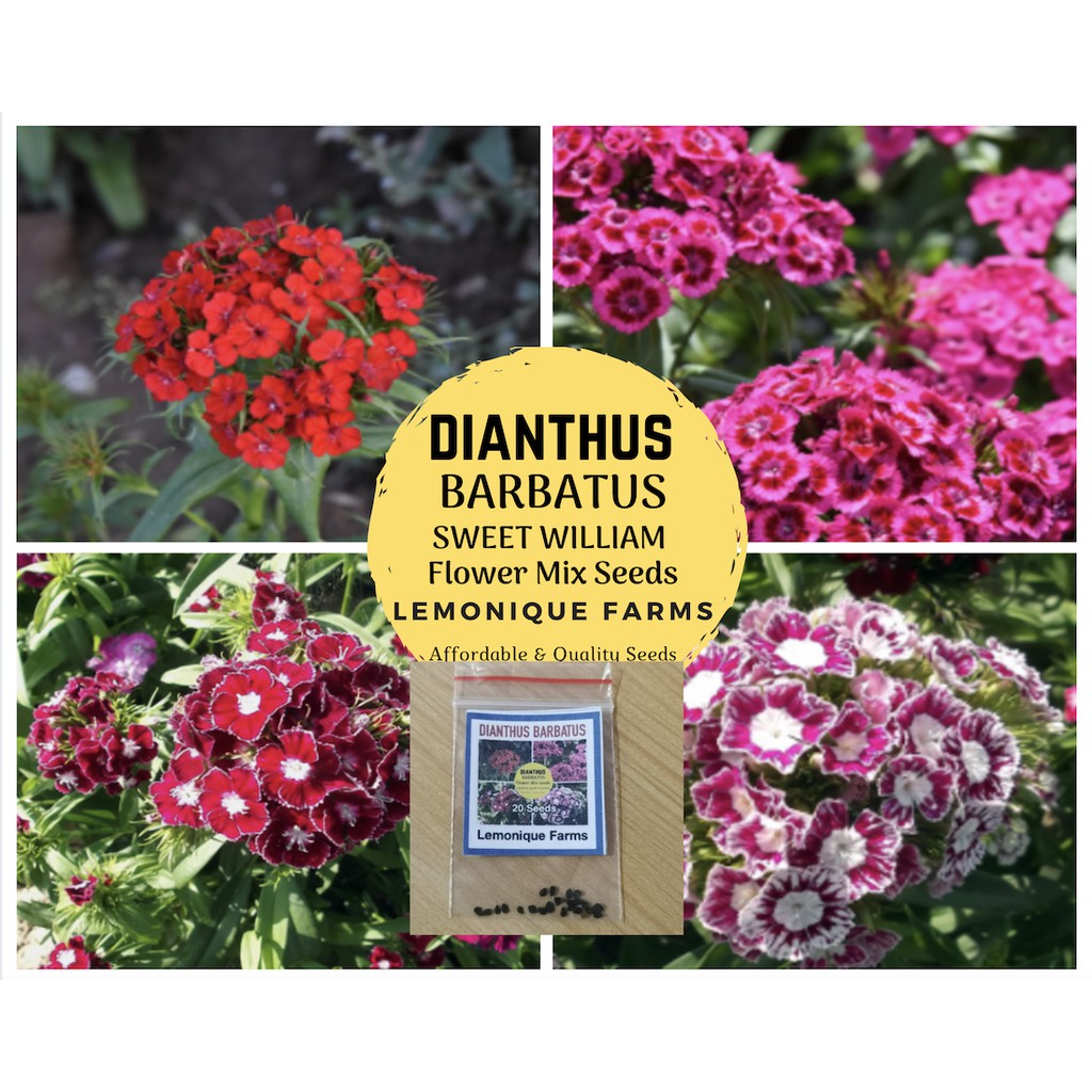 Dianthus barbatus flower seeds | Dianthus Seeds | Sweet William dwarf ...