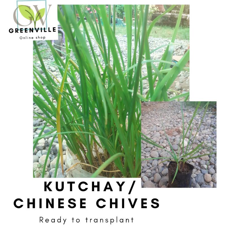 Kutchay CHINESE CHIVES buhay na at ready to transplant 100% | Shopee ...