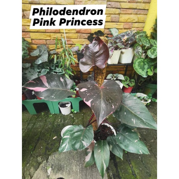 Philodendron Pink Princess | Shopee Philippines