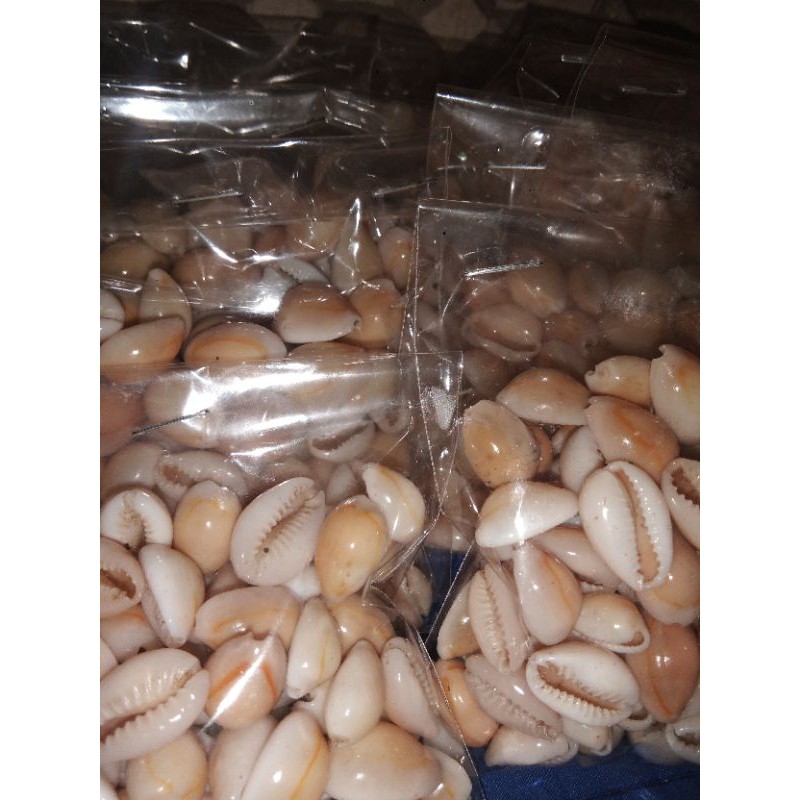 Sigay/cowrie Sea Shells | Shopee Philippines
