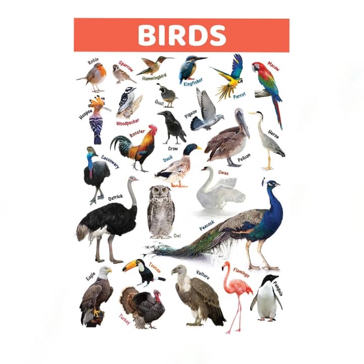 Bird Names, Laminated Educational Charts for Kids and Students, Birds ...
