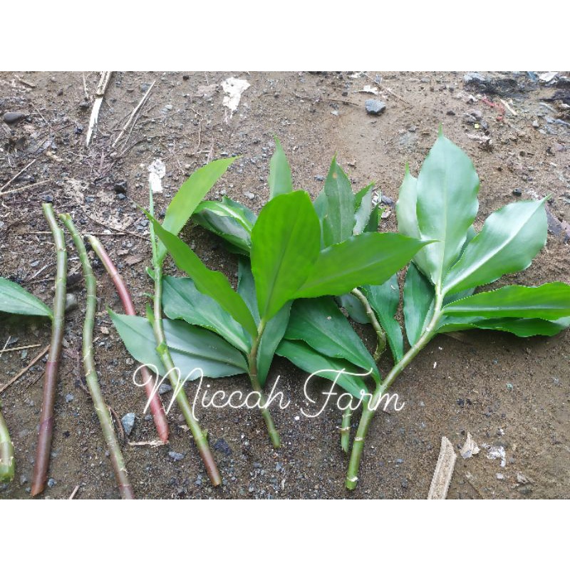 Insulin plant pangtanim (cuttings only) | Shopee Philippines
